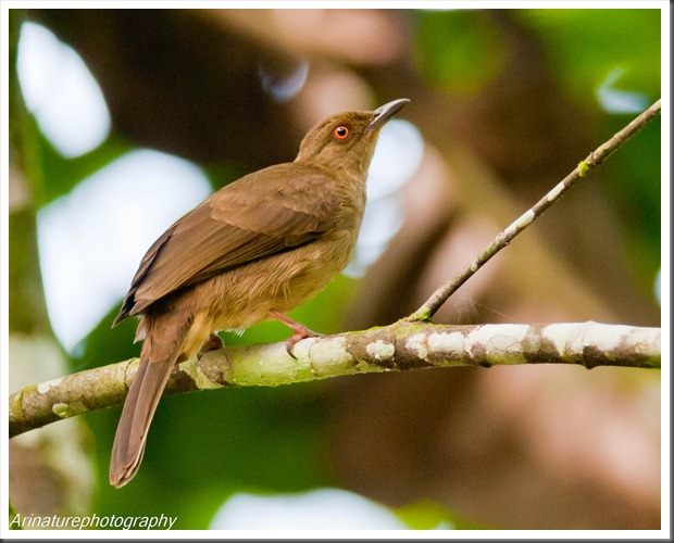 Naturalist Photography: Bulbul of Malaysia Part 2